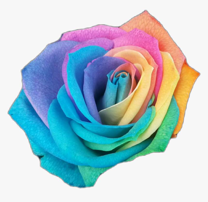#rose #rosesticker #rainbow #rainbowrose #color #flowerstickers ...