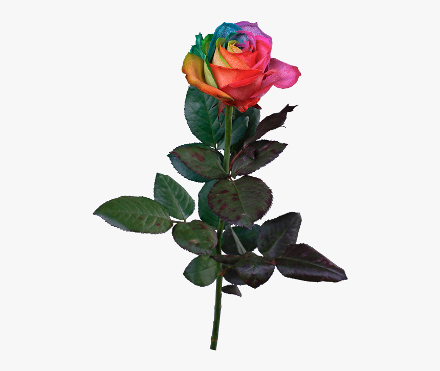 Transparent Rainbow Rose Png - Garden Roses, Png Download , Transparent ...
