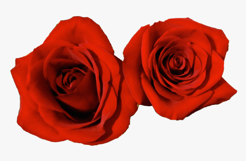 2 Roses, HD Png Download , Transparent Png Image - PNGitem