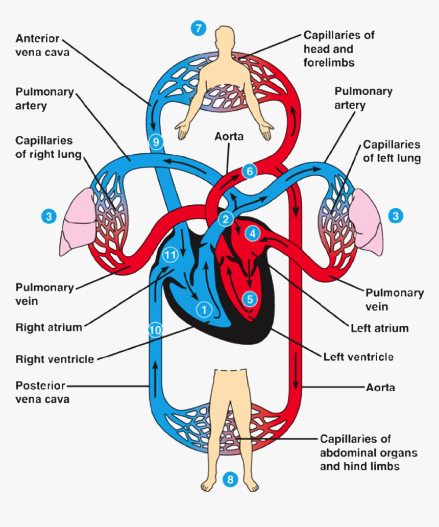 Circulatory System Clip Art