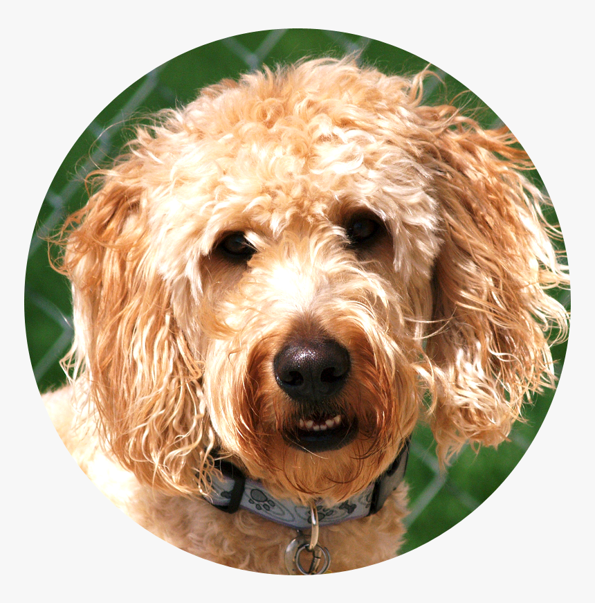Labradoodle, HD Png Download , Transparent Png Image - PNGitem