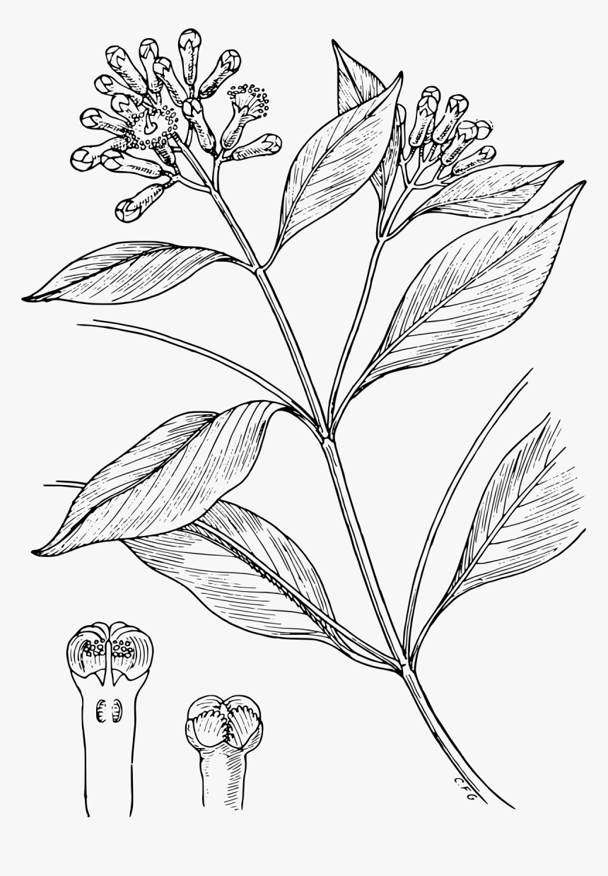 Clove Plant Drawing, HD Png Download , Transparent Png Image - PNGitem