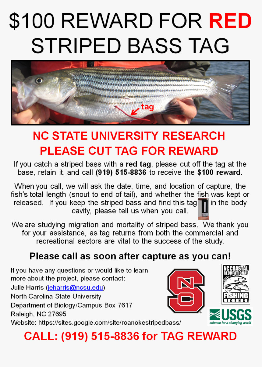 Red Striped Bass Tags, HD Png Download , Transparent Png Image - PNGitem