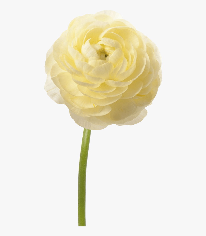 Transparent Buttercup Flower Png - Peony, Png Download , Transparent ...
