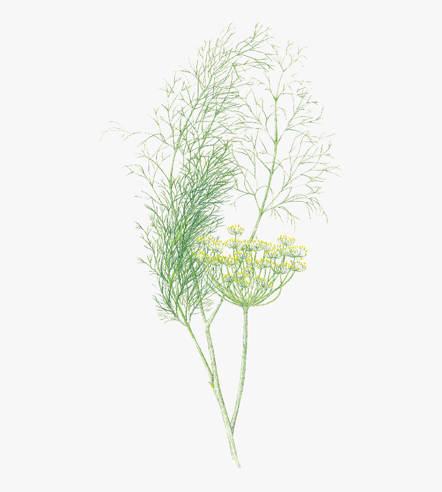 Dill - Grass, HD Png Download , Transparent Png Image - PNGitem
