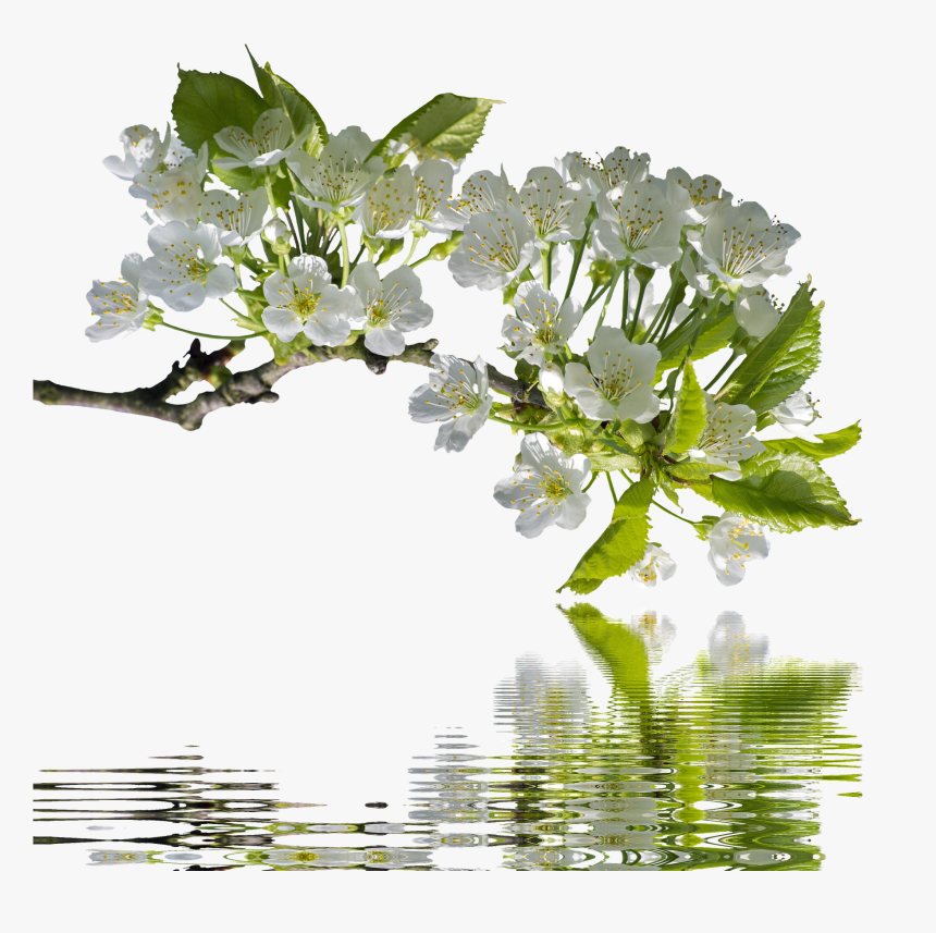 Spring Morning Chinese Poem, HD Png Download , Transparent Png Image ...