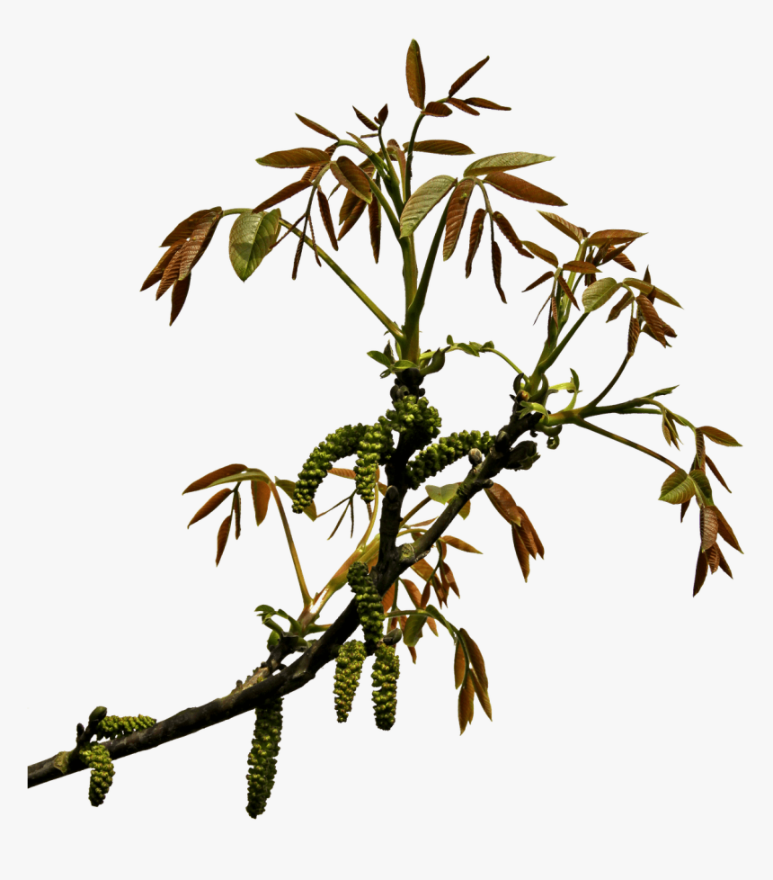 Spring Branch - Branch Transparency Png, Transparent Png , Transparent ...