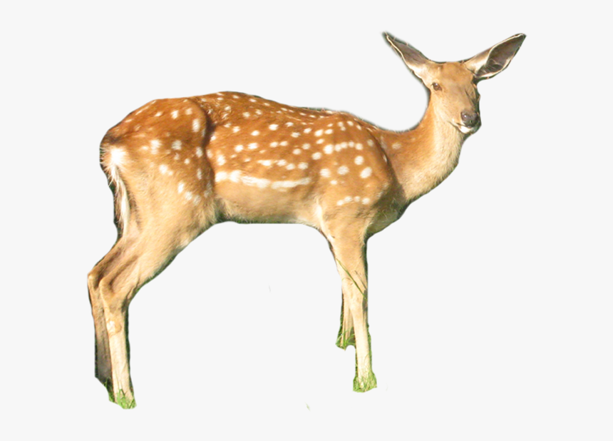 White-tailed Deer , Png Download - White-tailed Deer, Transparent Png ...