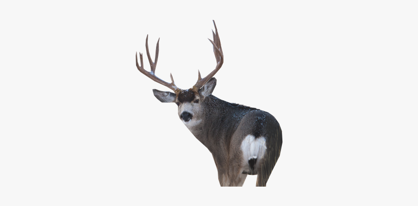 Antler, HD Png Download , Transparent Png Image - PNGitem