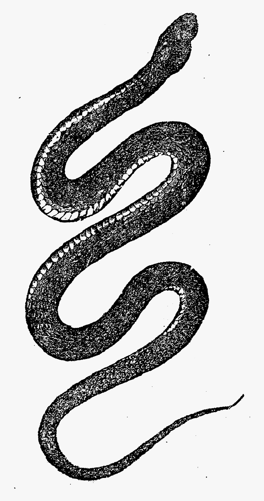 Transparent Snake Art Png - Snake Art Png, Png Download , Transparent ...