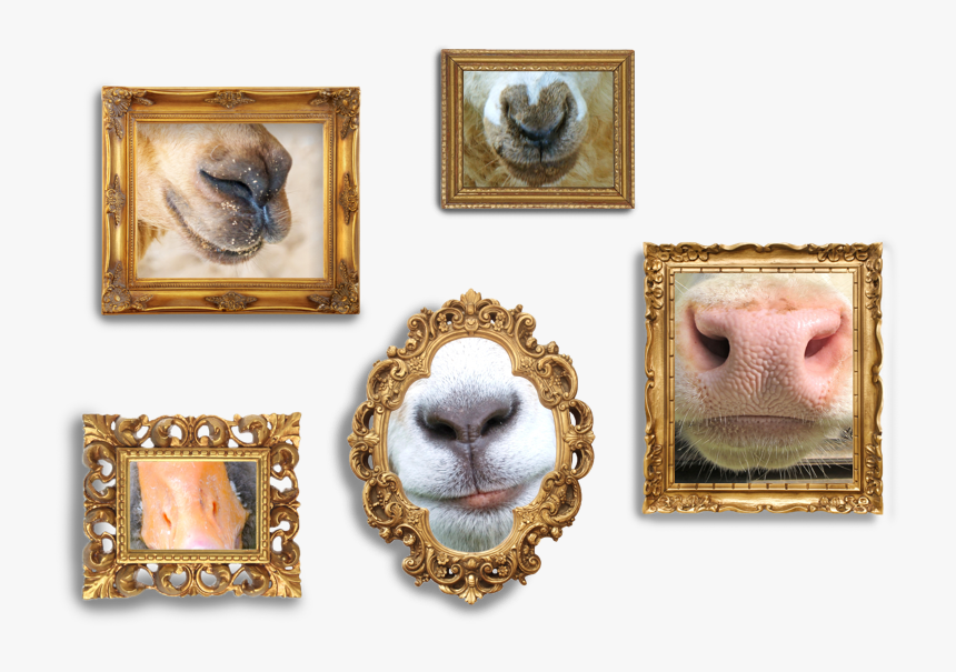 Framed Pictures Of Animal Noses - Picture Frame, HD Png Download ...