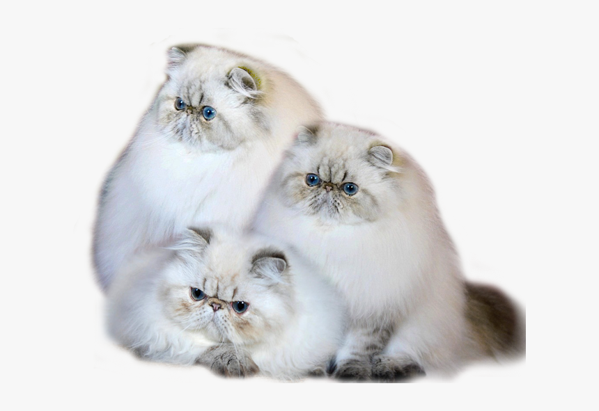 Kot Perski Png, Transparent Png , Transparent Png Image - PNGitem