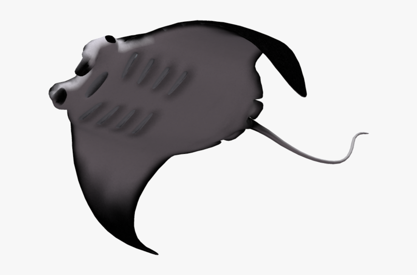 Manta Ray - Manta Ray Png, Transparent Png , Transparent Png Image ...