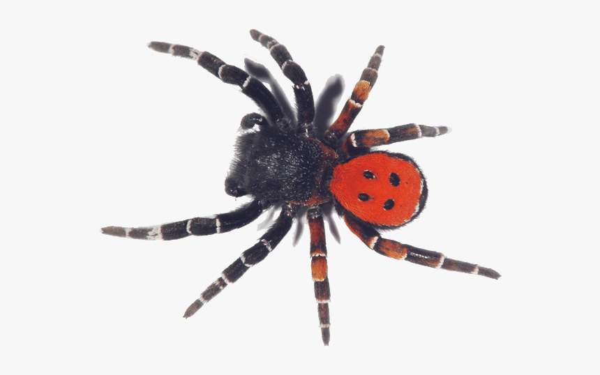 Giant Spider Png, Transparent Png , Transparent Png Image - PNGitem