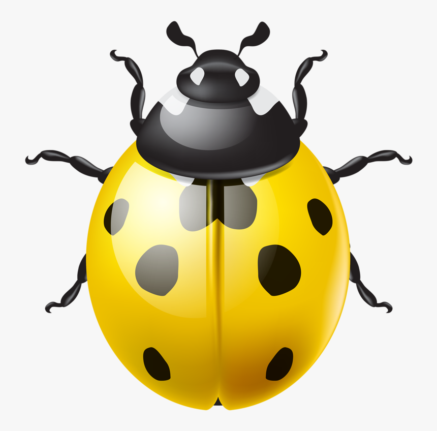 Ladybug Transparent, HD Png Download , Transparent Png Image - PNGitem