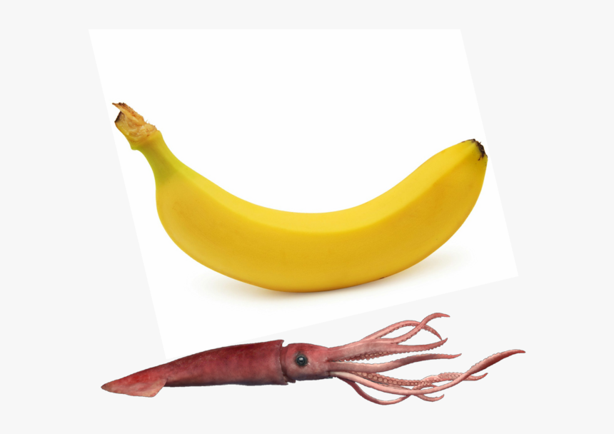 Saba Banana, HD Png Download , Transparent Png Image - PNGitem