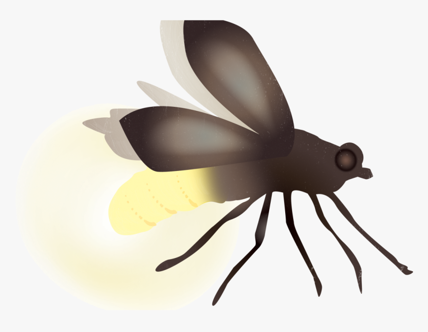 Firefly Transparent, HD Png Download , Transparent Png Image - PNGitem