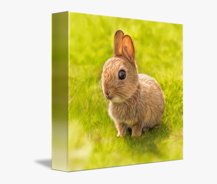 Clip Art Baby Rabbit By Silvio - Domestic Rabbit, HD Png Download ...