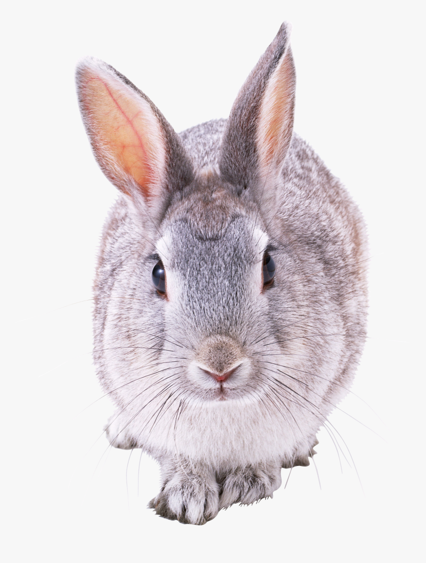 Grey Rabbit Png, Transparent Png , Transparent Png Image - PNGitem