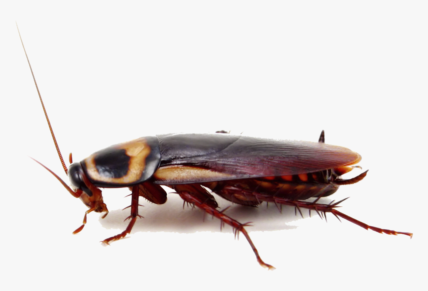 Pest - City Roach, HD Png Download , Transparent Png Image - PNGitem