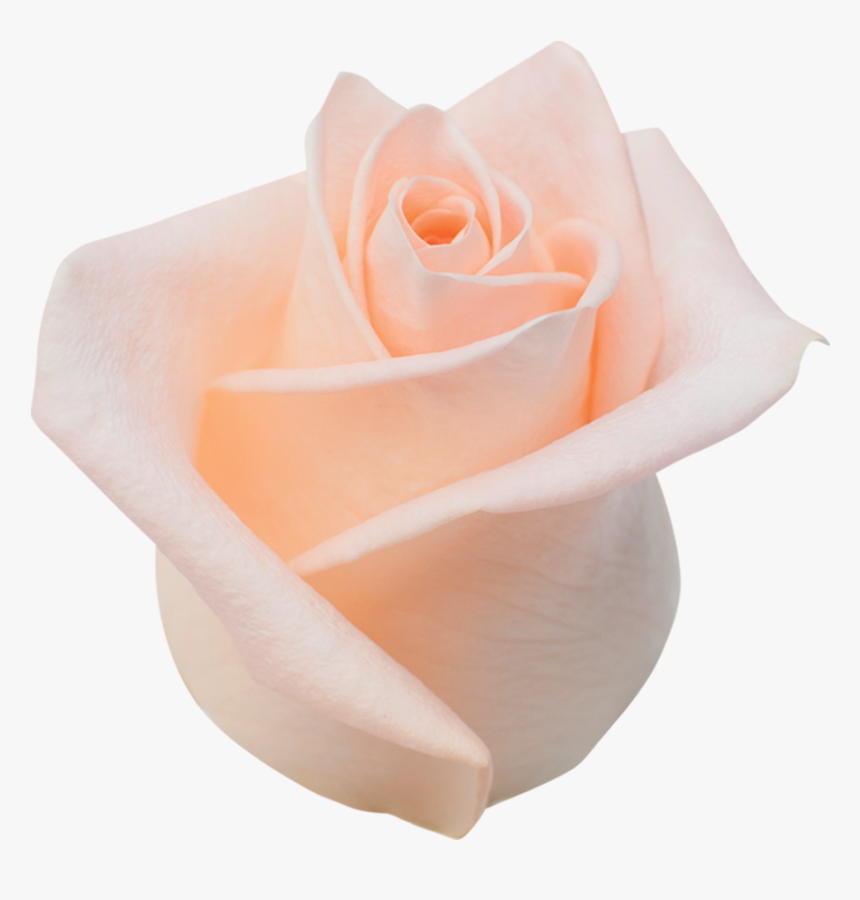 Peach Flowers Png -alina Roza - Floribunda, Transparent Png ...