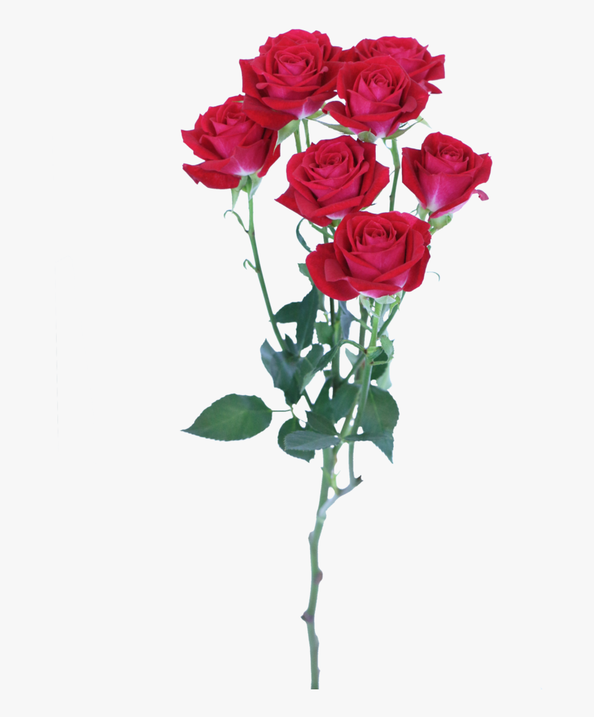 Spray Of Roses Png, Transparent Png , Transparent Png Image - PNGitem
