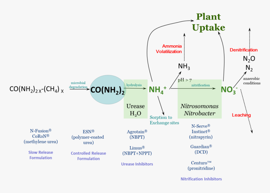 Illustration Of Nitrogen Loss Routes - Nitrification Inhibitors, HD Png ...