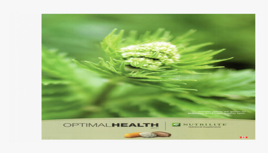 Angelica, HD Png Download , Transparent Png Image - PNGitem