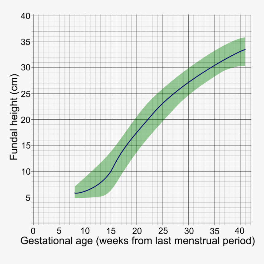 Symphysio Fundal Height Chart, HD Png Download , Transparent Png Image ...