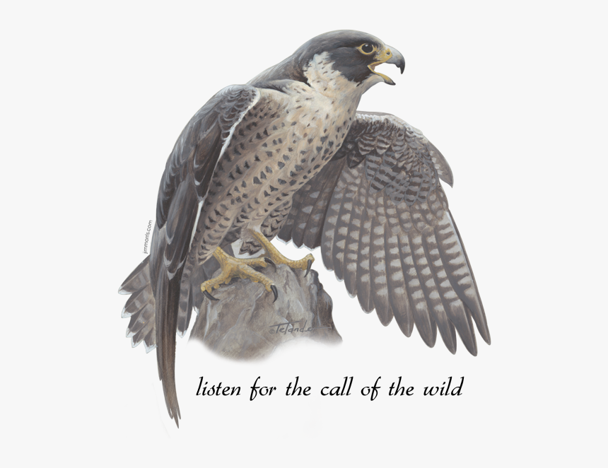 Falcon, HD Png Download , Transparent Png Image - PNGitem