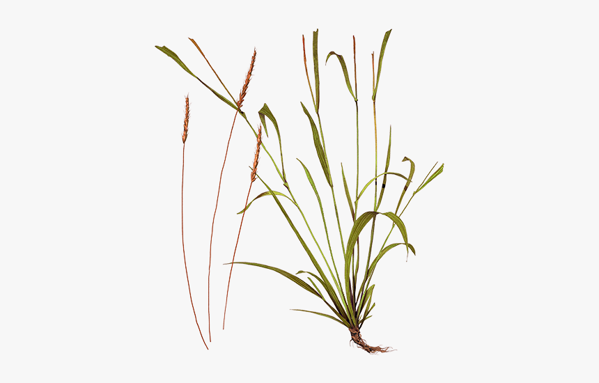Grass, HD Png Download , Transparent Png Image - PNGitem