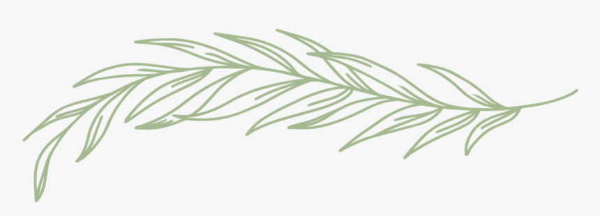 Single-branch - Sketch, HD Png Download , Transparent Png Image - PNGitem