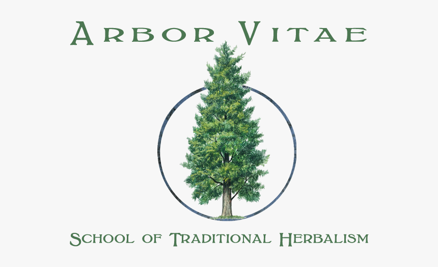 Arborvitae, HD Png Download , Transparent Png Image - PNGitem