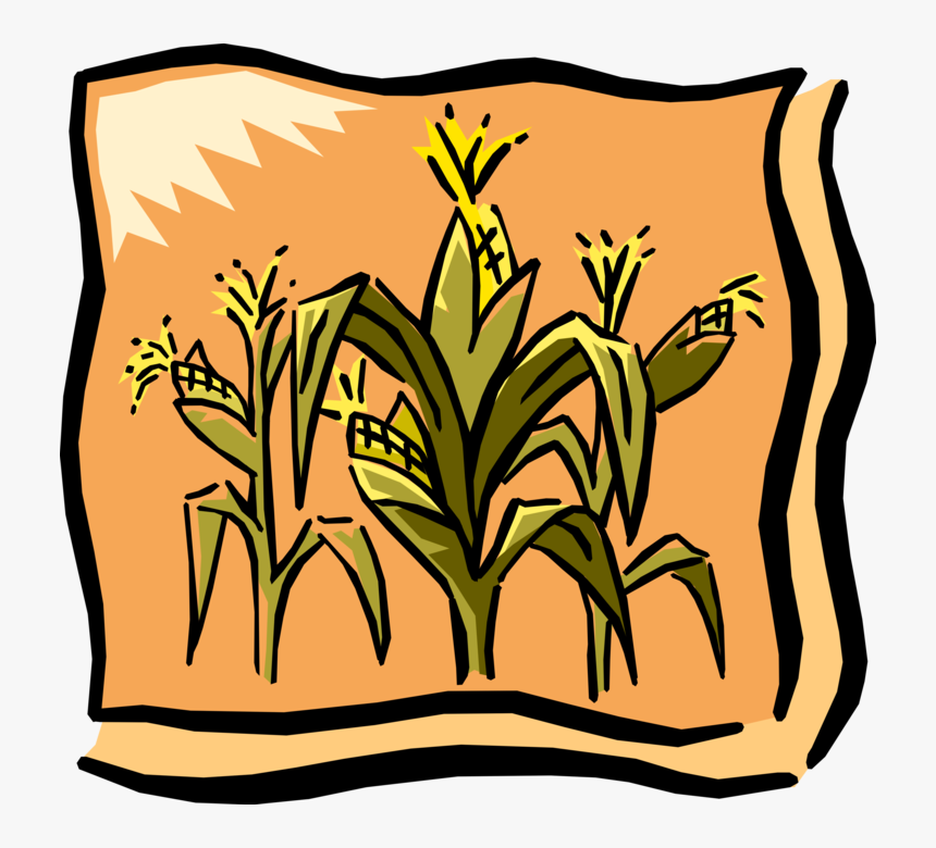 Vector Illustration Of Farm Cornfield Corn Crop In - Corn Graphic, HD ...