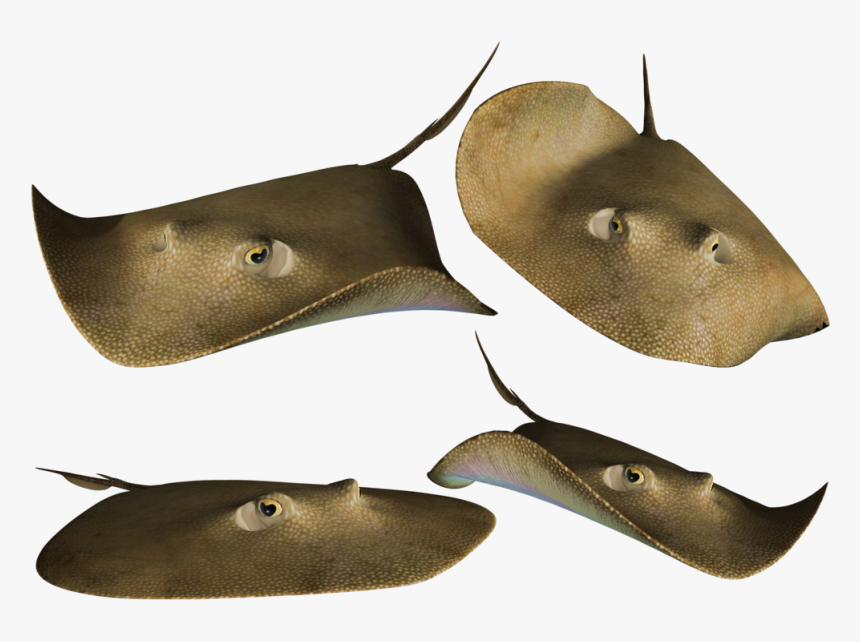 Stingray Png, Transparent Png , Transparent Png Image - PNGitem