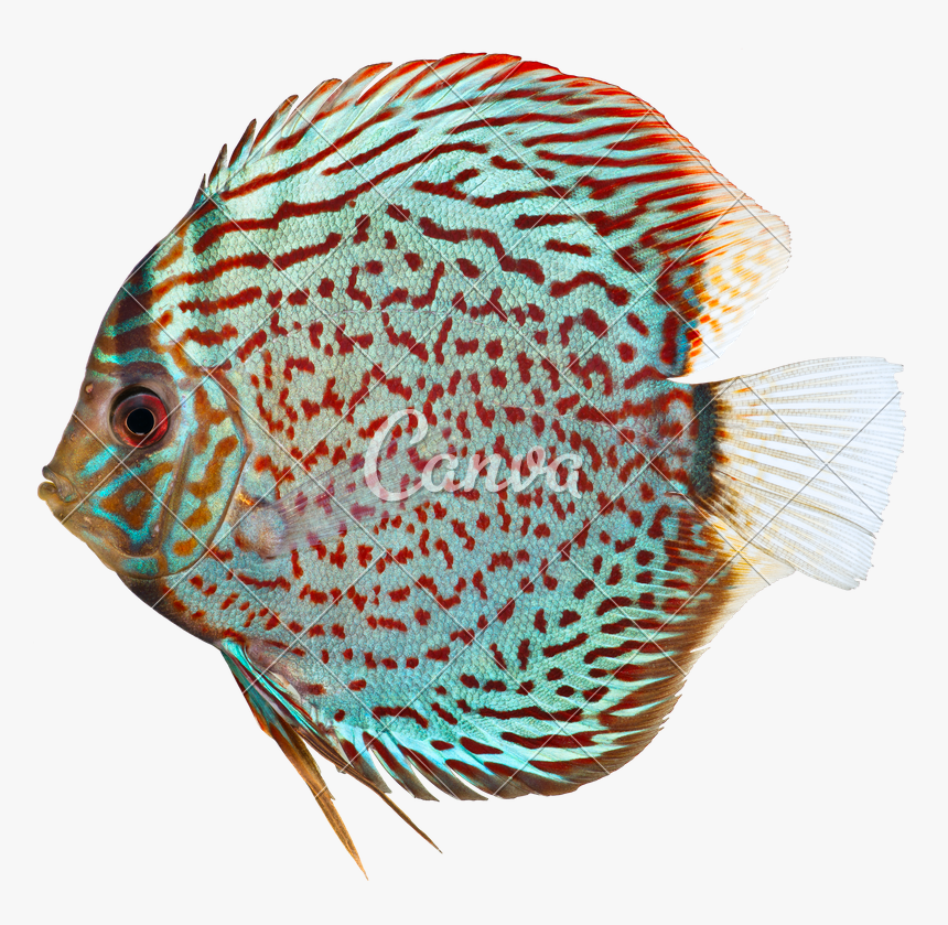 Transparent Discus Throw Clipart - Discus Fish On White Background, HD ...