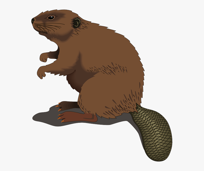 Beaver Standing Clip Art - Beaver Clip Art, HD Png Download ...