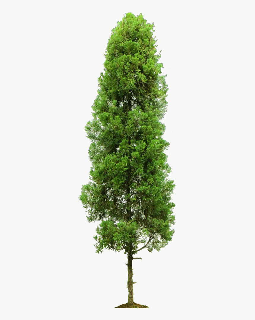 Thumb Image - Single Tree, HD Png Download , Transparent Png Image ...