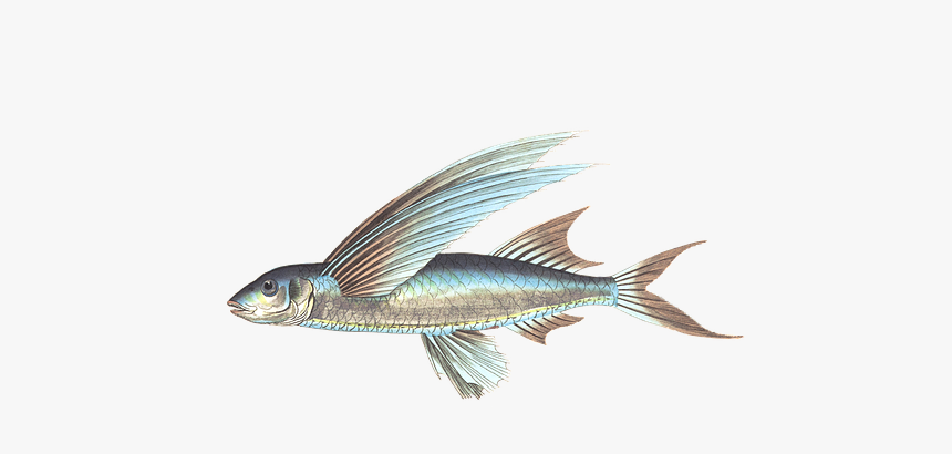 Download Free Fish Png Transparent Images Transparent - Transparent ...