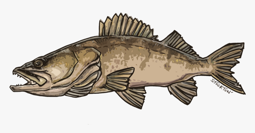 Walleye D17, HD Png Download , Transparent Png Image - PNGitem