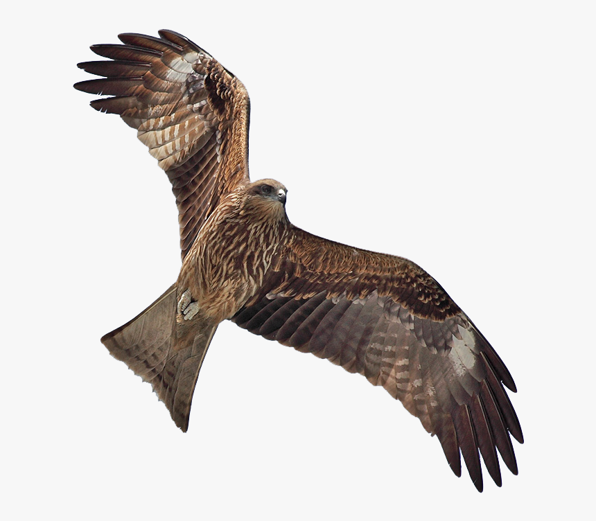 Collection Of High - Hawk Png, Transparent Png , Transparent Png Image ...