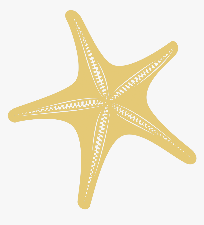 Starfish, HD Png Download , Transparent Png Image - PNGitem