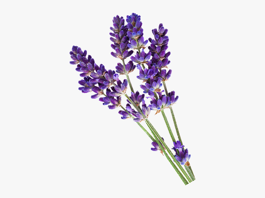 Lavender Png, Transparent Png , Transparent Png Image - PNGitem