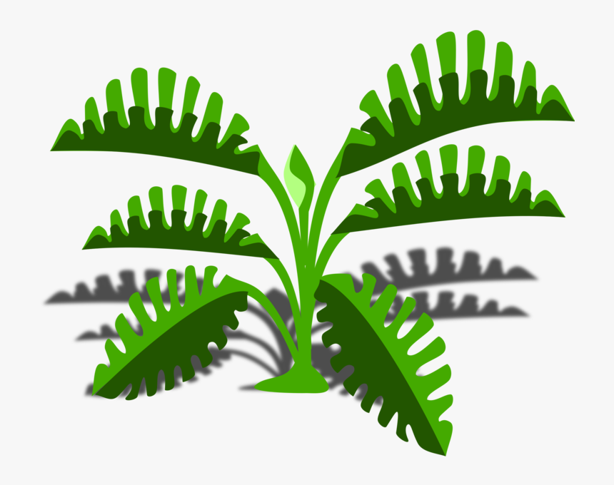 Plant,grass,leaf - Drawing Cartoon Fern, HD Png Download , Transparent ...