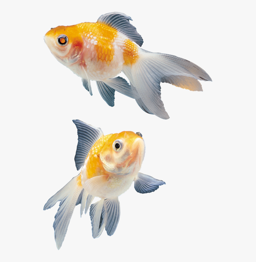 Colour Fish Images Png, Transparent Png , Transparent Png Image - PNGitem