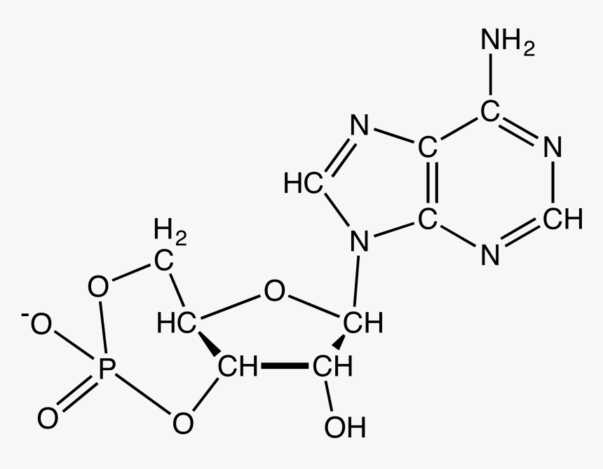 Adenosine Triphosphate, HD Png Download , Transparent Png Image - PNGitem