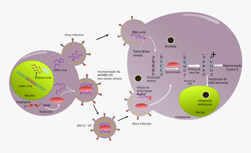 Hiv Life Cycle - Circle, HD Png Download , Transparent Png Image - PNGitem
