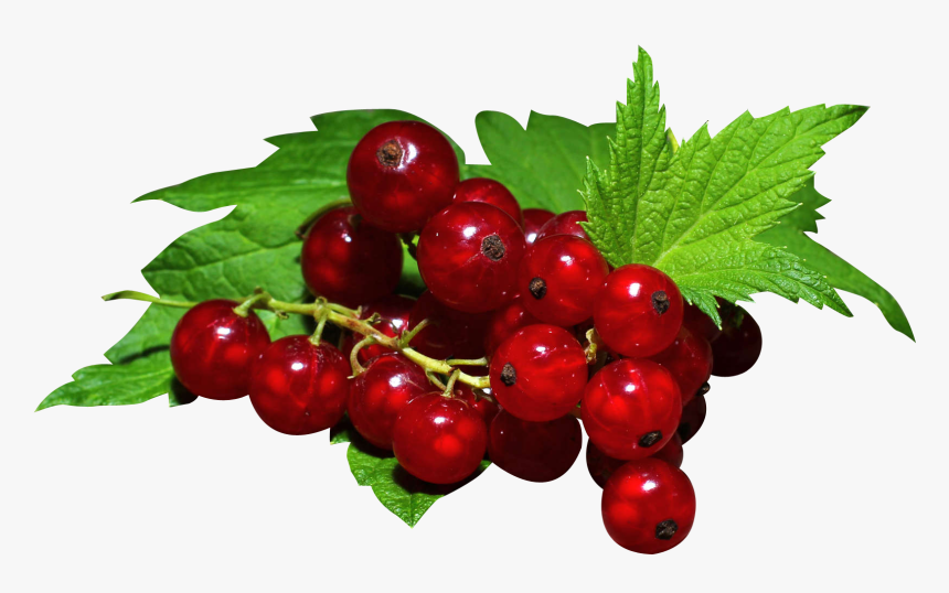 Transparent Red Berry Png - Redcurrant Png, Png Download , Transparent ...