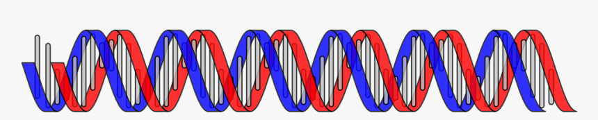Dna Rna Png, Transparent Png , Transparent Png Image - PNGitem