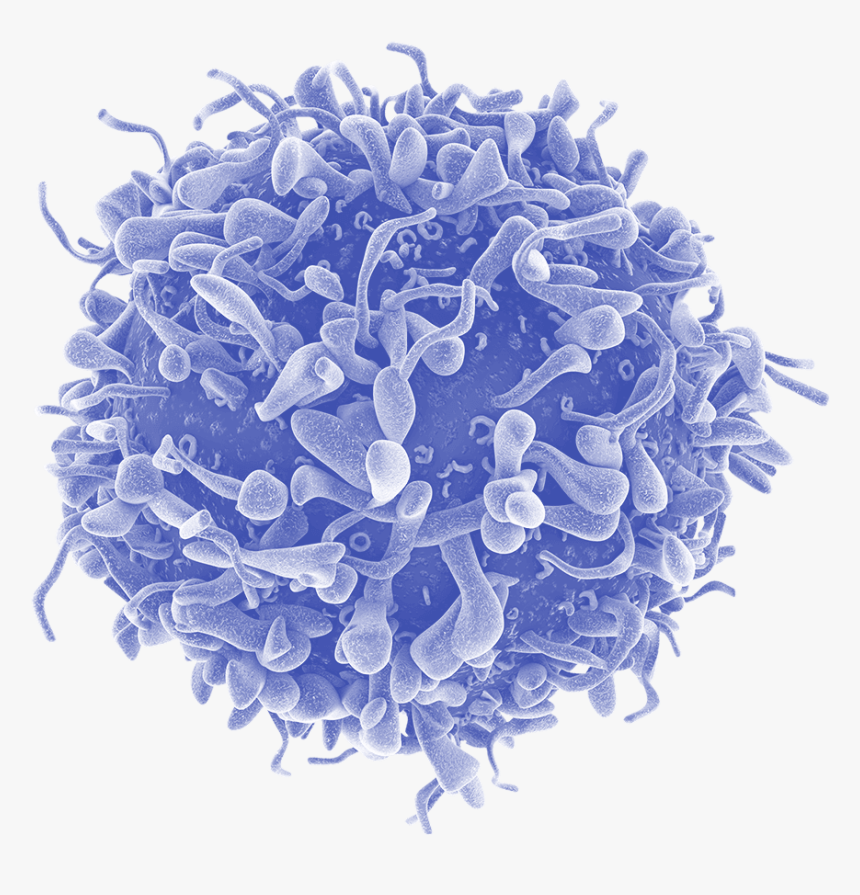 T-rxtm Tcr - T Cell Transparent, HD Png Download , Transparent Png ...
